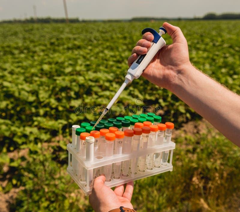 Laboratory Worker Testing Plant Sprouts before Harvest in the Field ...