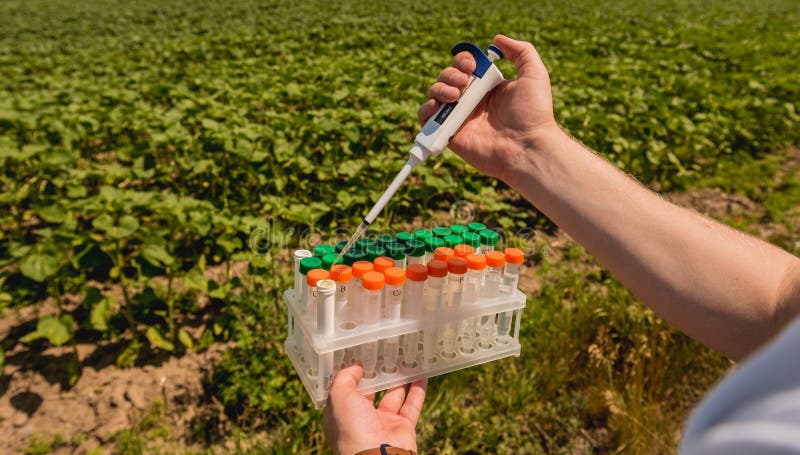 Laboratory Worker Testing Plant Sprouts before Harvest in the Field ...