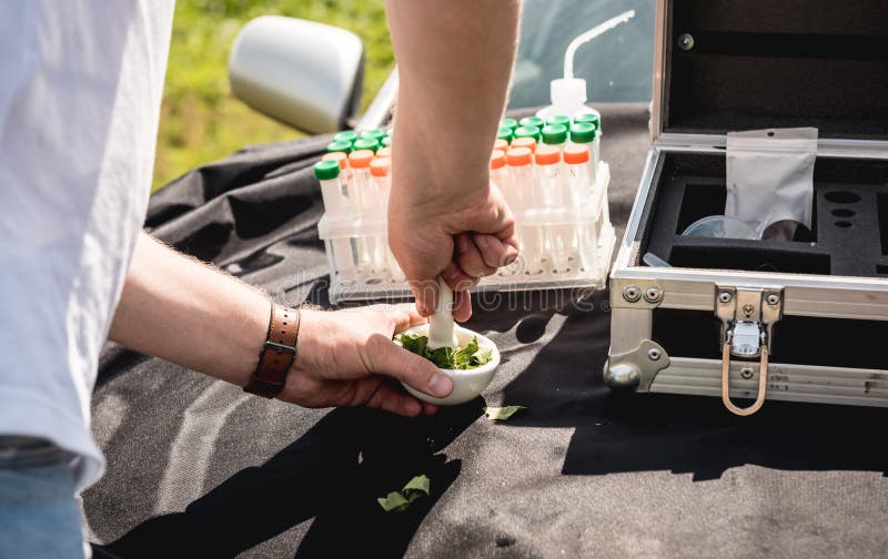 Laboratory Worker Testing Plant Sprouts before Harvest in the Field ...