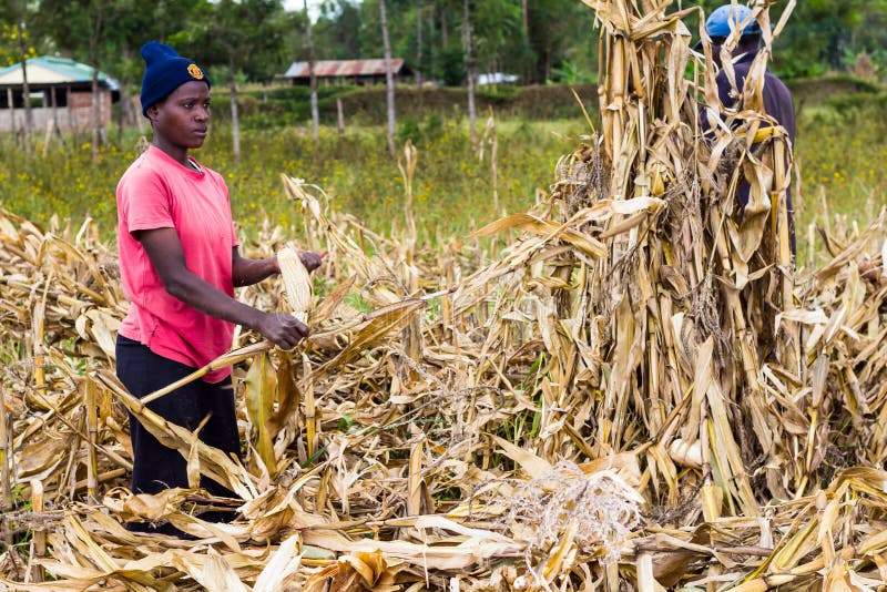 Laborer harvesting maize editorial photography. Image of laborer - 60461982