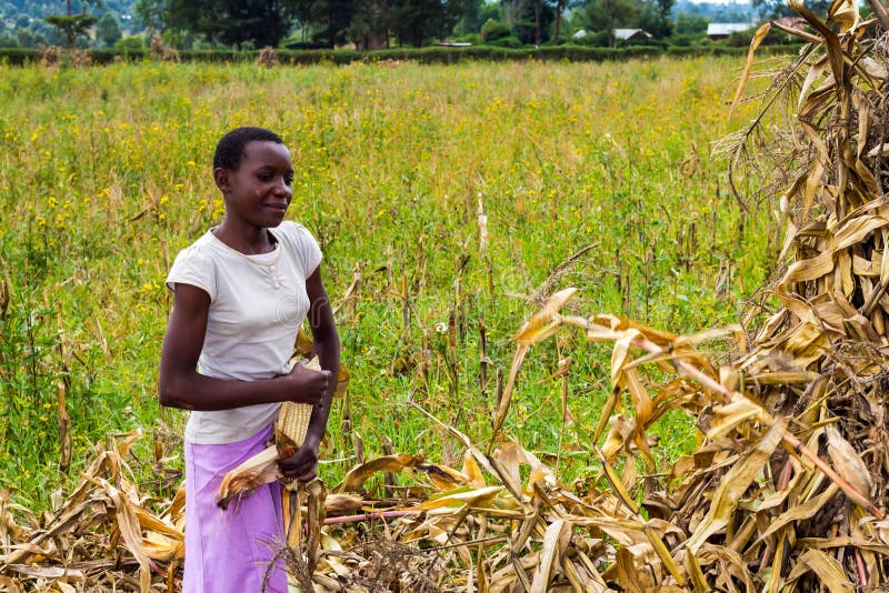 Laborer harvesting maize editorial photo. Image of field - 60468576
