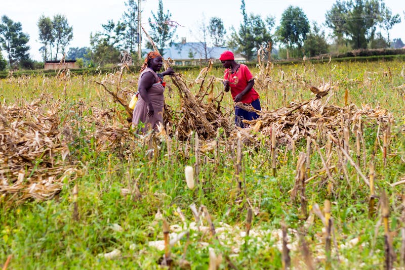 Laborer harvesting maize editorial photo. Image of field - 60468576