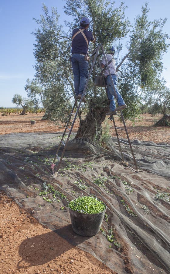 Laborers on the Stepladder Collecting Olives at Dawn Stock Photo ...