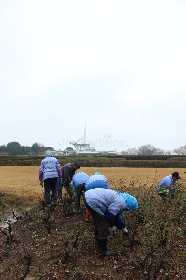 Hardworking Workers in the Oriental Oasis Editorial Photography - Image ...