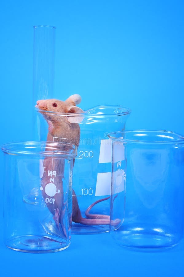 Labormaus stockbild. Bild von prüfung, forschung, tier - 2102911