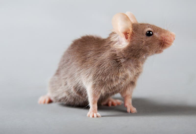 Labormaus stockbild. Bild von albino, grau, haar, forschung - 20515587