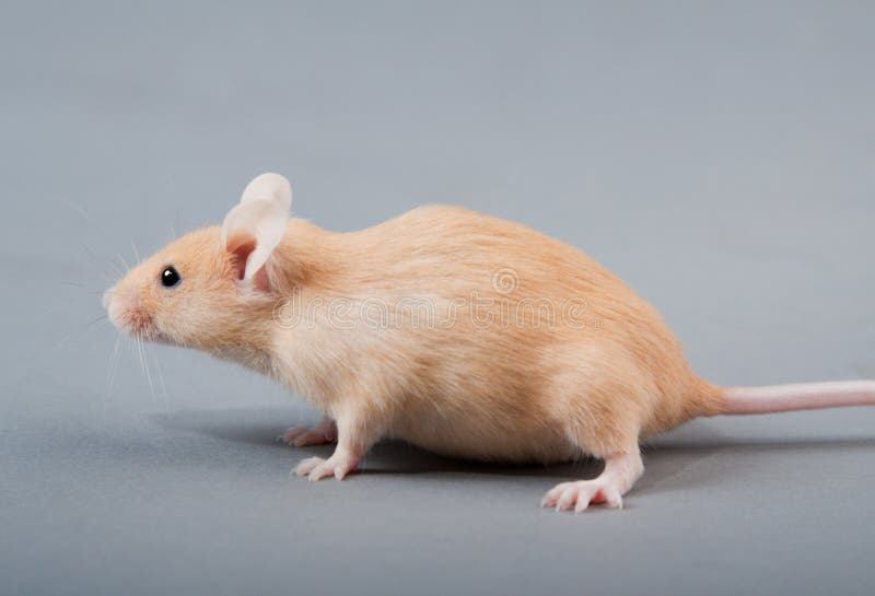Labormaus stockbild. Bild von albino, grau, haar, forschung - 20515587