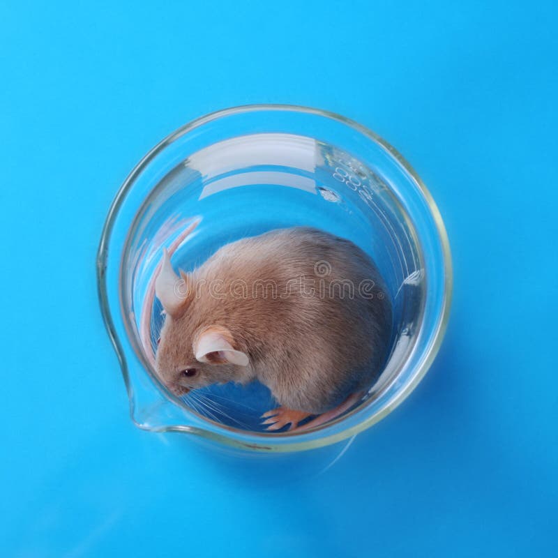 Labormaus stockbild. Bild von prüfung, forschung, tier - 2102911