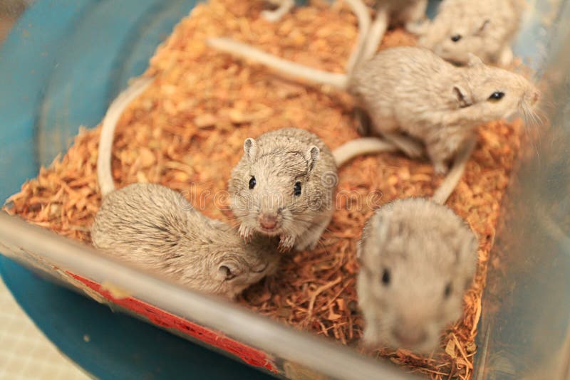 Labormaus stockbild. Bild von prüfung, forschung, tier - 2102911