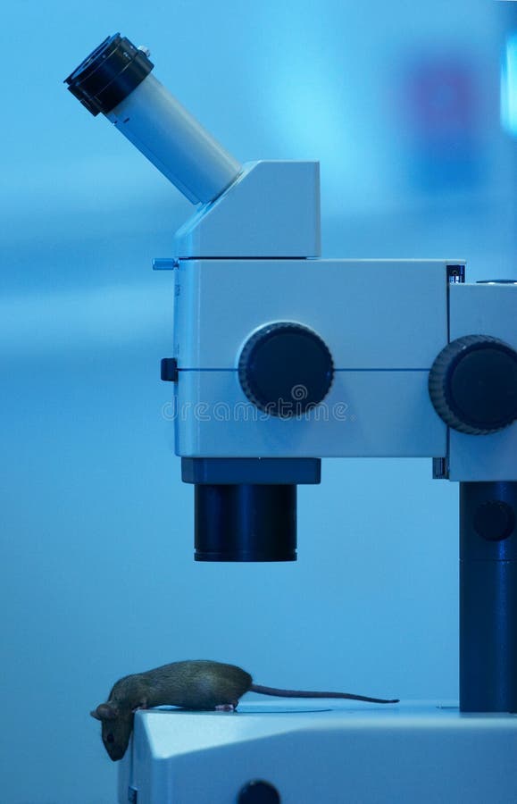 Labormaus Gegebene Intraperitoneale Einspritzung 2 Stockfoto - Bild von ...