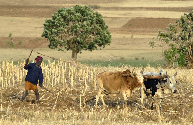 Labourage Photos Stock - Téléchargez 29,271 Photos libres de droits
