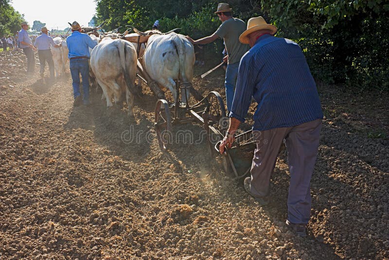 Labourage avec des boeuf photo stock. Image du ferme - 19967364