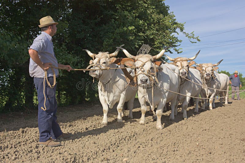 Labourage avec des boeuf photo stock. Image du ferme - 19967364