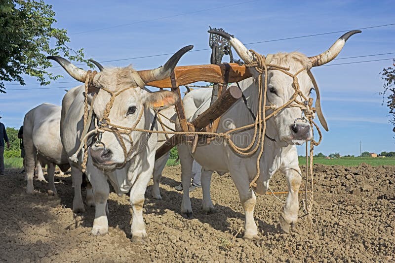 Labourage avec des boeuf photo stock. Image du ferme - 19967364