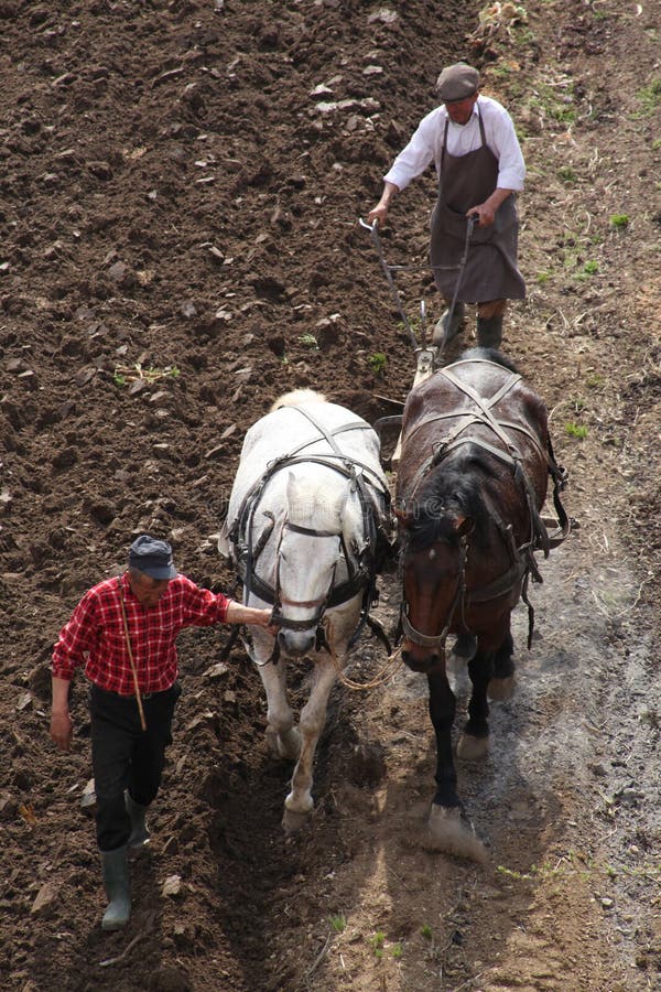 Labourage avec des chevaux image éditorial. Image du horseshoe - 27563110