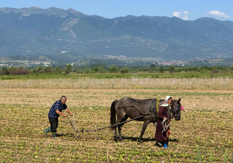 Labourage Photos Stock - Téléchargez 29,271 Photos libres de droits