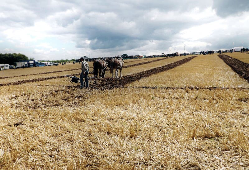 Images Paille Pour Des Chevaux - Téléchargez 111 Photos libres de droits