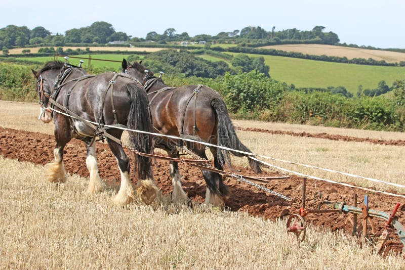 Chevaux De Labourage Photos Stock - Téléchargez 313 Photos libres de droits