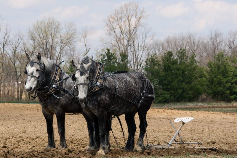 Trio De Cheval De Trait Avec La Charrue Photo stock - Image du pays ...