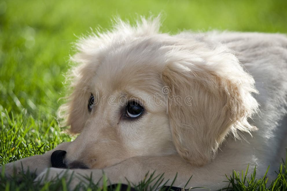 Labradoodle stock image. Image of poodle, golden, scared - 14049039
