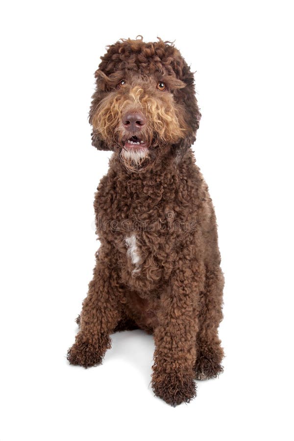 Closeup of Labradoodle Puppy Stock Image - Image of labradoodle, face ...