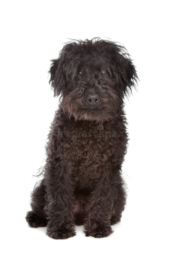 Closeup of Labradoodle Puppy Stock Image - Image of labradoodle, face ...