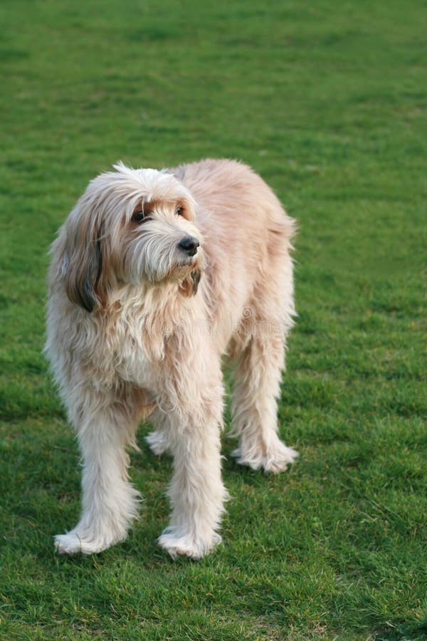 Labradoodle Dog Laying in a Field Stock Image - Image of obedience ...
