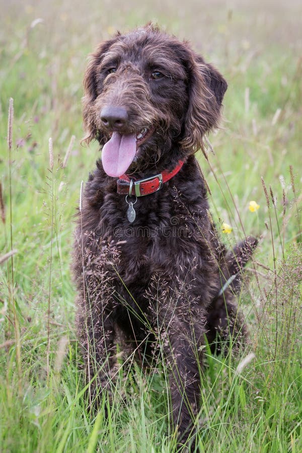 Labradoodle stockbild. Bild von pudel, leute, labrador - 82479345