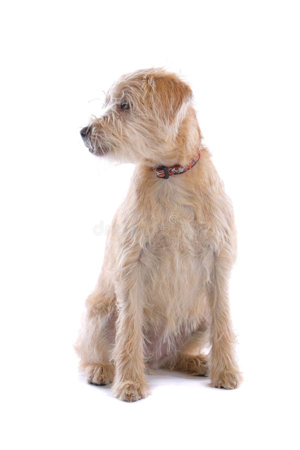 Labradoodle dog stock photo. Image of background, animal - 11309304