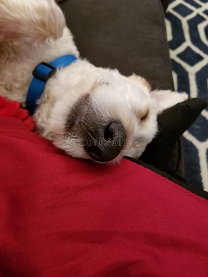 Labradoodle stock image. Image of napping, face, labradoodle - 137265297