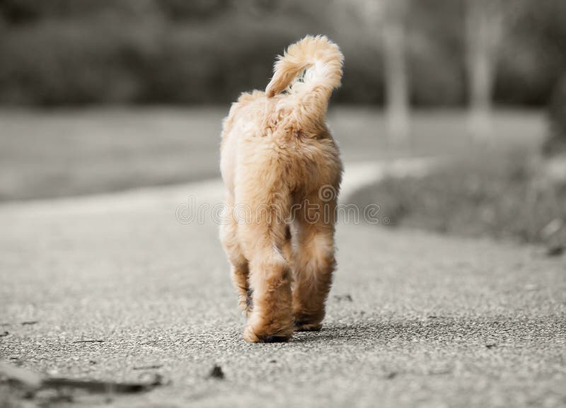 136 Labradoodle Walking Stock Photos - Free & Royalty-Free Stock Photos ...