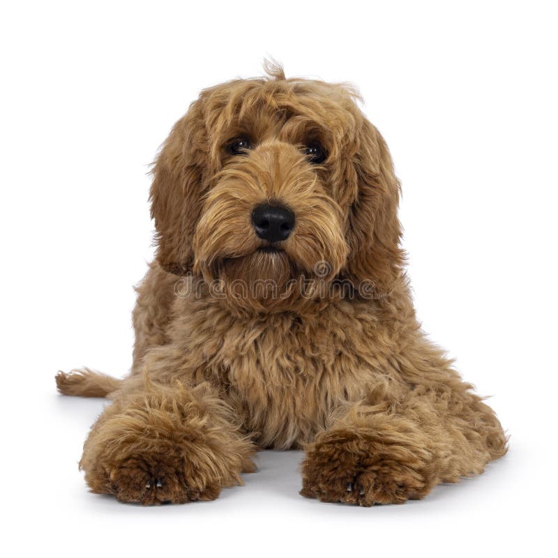 146 Labradoodle Laying Down Stock Photos - Free & Royalty-Free Stock ...