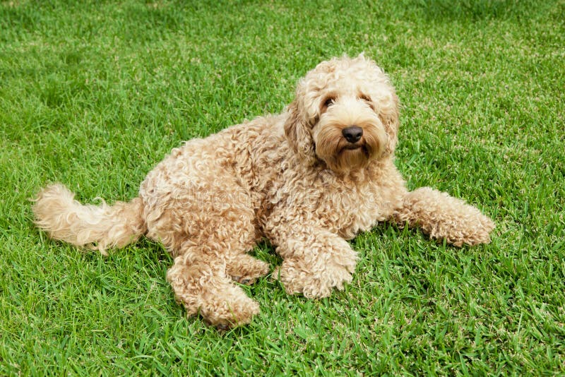 Labradoodle Dog Laying in a Field Stock Image - Image of obedience ...