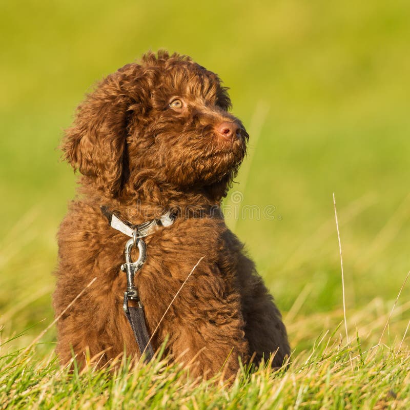 Beige Labradoodle-Hund stockfoto. Bild von hund, kreuz - 56785648