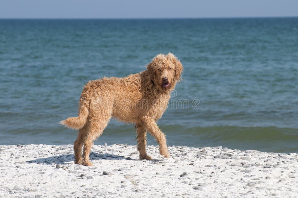 Labradoodle Looks Back stock image. Image of animal, beautiful - 29511865