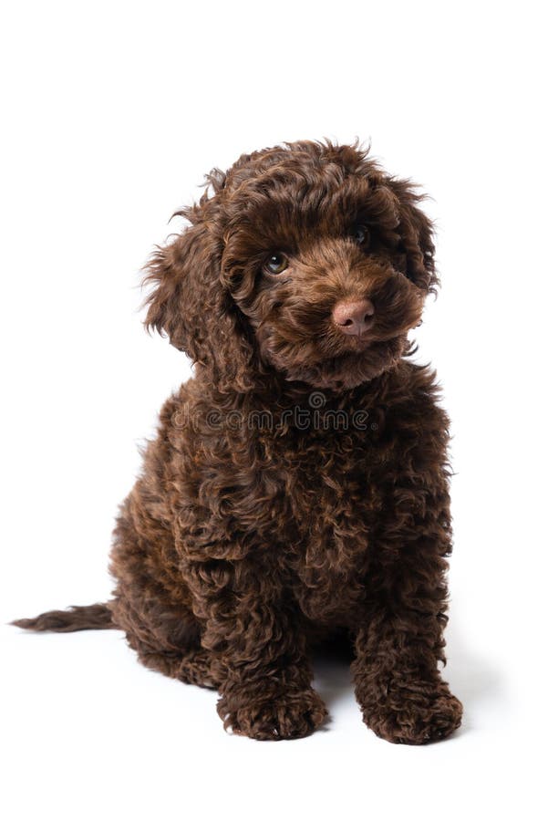 Labradoodle Mini Puppy stock image. Image of view, allergenic - 52694455