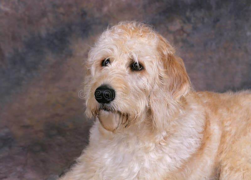 Labradoodle stock photo. Image of single, canine, labradoodle - 4885990