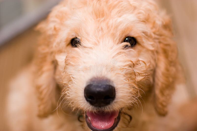 Closeup of Labradoodle Puppy Stock Image - Image of labradoodle, face ...
