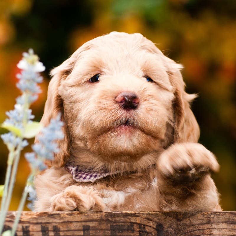Labradoodle puppy stock photo. Image of cute, little - 49616568