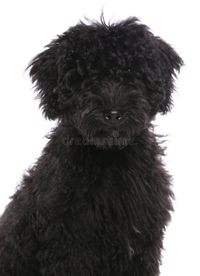 Labradoodle Puppy stock image. Image of cross, white - 210377107