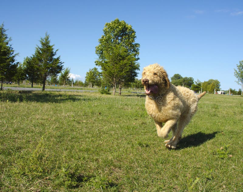 Are Labradoodles Good Running Dogs