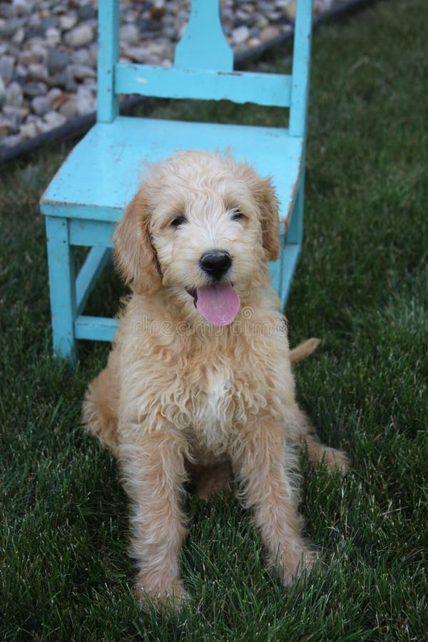 Labradoodle-Welpe stockfoto. Bild von nett, welpen, welpe - 55443888