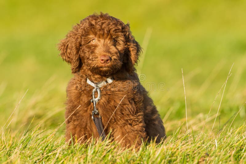 Labradoodle young stock photo. Image of crossbreed, hybrid - 37991460