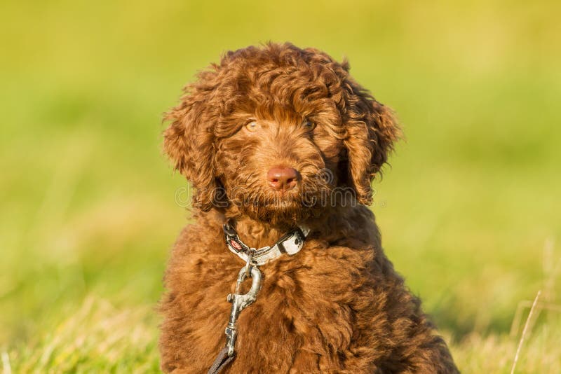 Labradoodle Dog Laying in a Field Stock Image - Image of obedience ...
