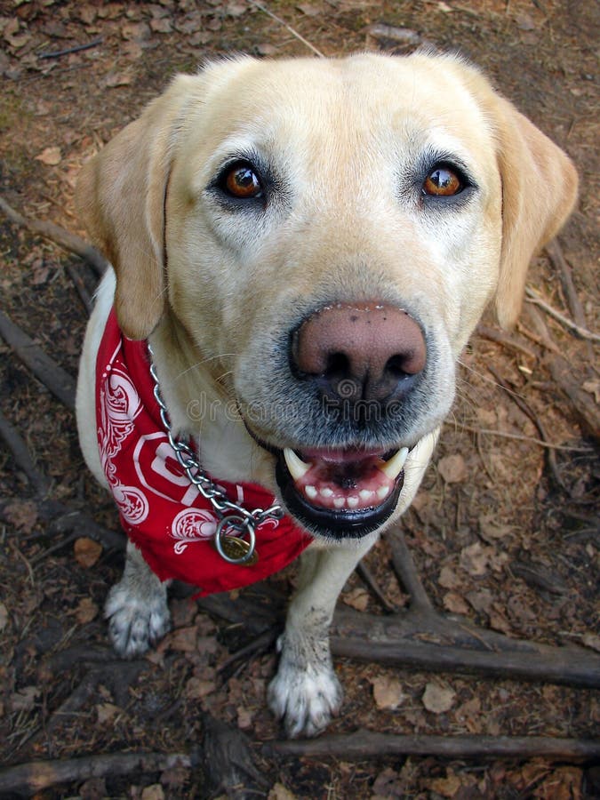 Sad yellow labrador stock image. Image of loyal, retriever - 4346221