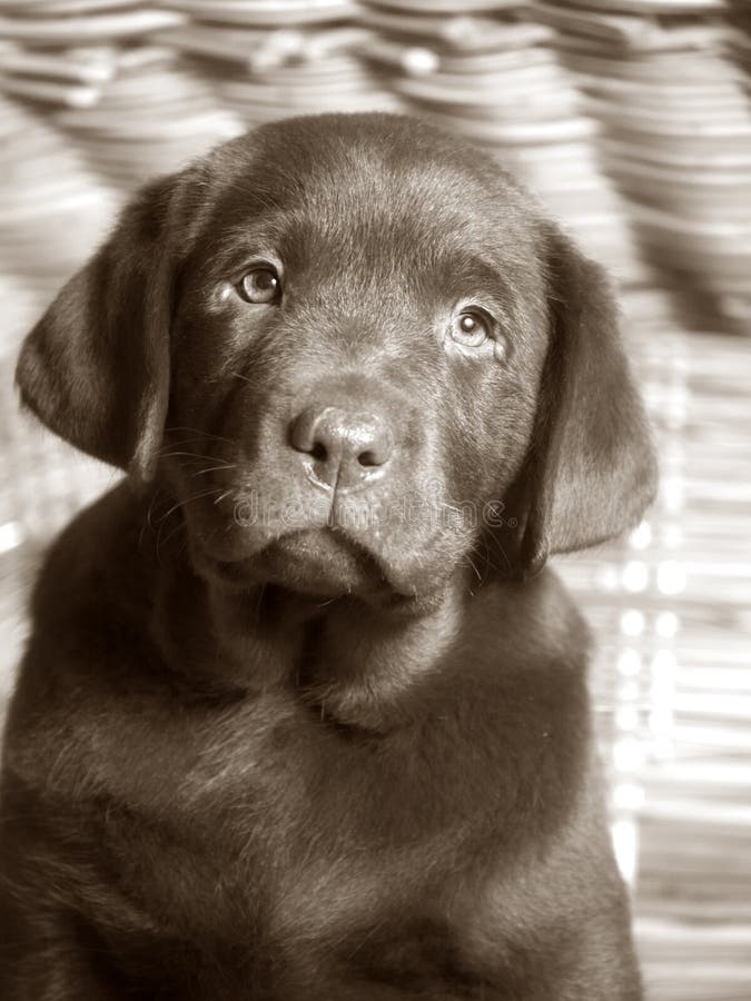 Labrador stock image. Image of puppy, labrador, young - 10202521