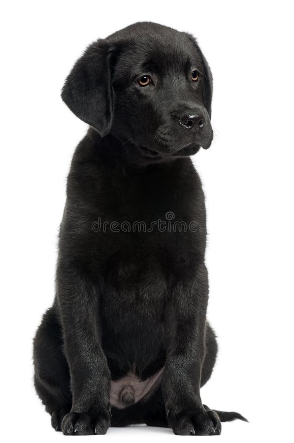 Yellow Lab Sitting Down stock image. Image of rescue - 14768813