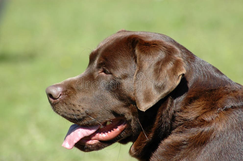 Labrador stock image. Image of look, doggy, bred, canines - 1277237