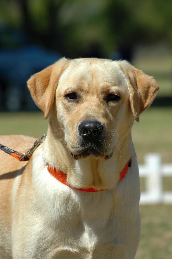 Labrador stock photo. Image of heads, domestic, collar - 1892148