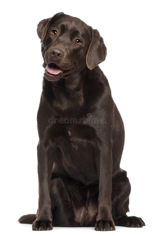 Labrador dog licking face stock image. Image of licking - 9673065